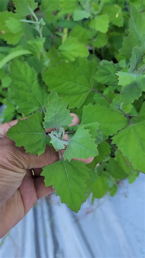 Why This Wild Edible Is Better Than Spinach #lambsquarters