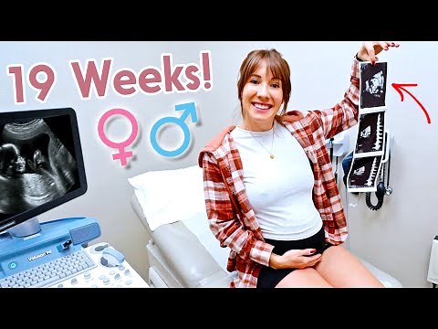 DOCTOR KNOWS THE BABY'S GENDER!!! - 19 Week Pregnancy Ultrasound!
