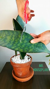 469K views · 4.1K reactions | Check out how I propagated my Whale Fin  Let me know if you have any questions. | Mr. Houseplant | Facebook