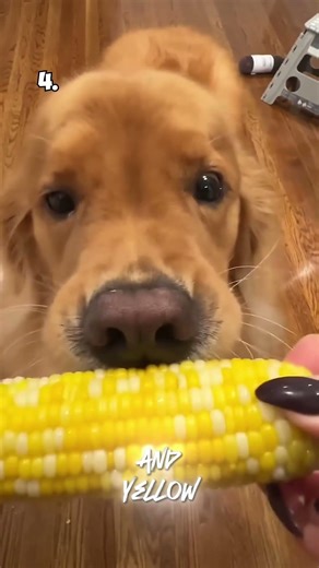 How Dogs See the World 🐶 | Amazing facts about dog | Secret World