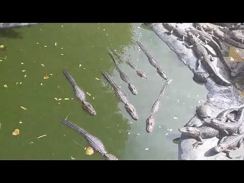 How Fast Can Alligators Swim