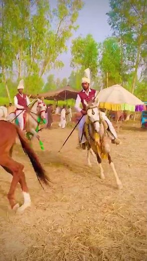 Beautiful Horse Running | Powerful Horse Run Slow Motion | Majestic Horse Video