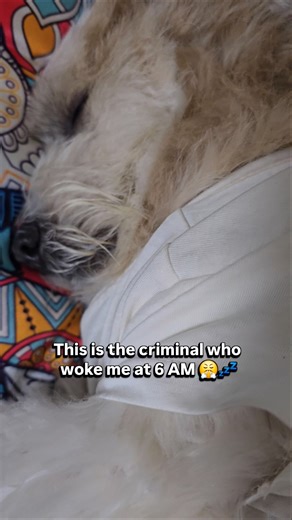 Dog Snoring ASMR 😂💤 | Meet the 6 AM Criminal #Shorts #DogASMR #SnoringASMR #FunnyDog #CuteDog