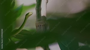 Beautiful tree green snake coiled on a branch.