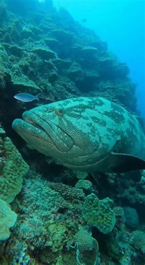 Giant Grouper Hunting in the Deep 😮🌊🐟 A powerful underwater moment as a giant grouper stalks its prey beneath the sea 🌊🐟 With slow, calculated movements and explosive speed at the perfect moment, this predator shows why it dominates the reef. The tension builds as the grouper locks onto its target, turning the silent ocean floor into a dramatic hunting ground 😮🔥 A raw and mesmerizing glimpse of true marine power. #snapcurioso #DeepSeaPredator #underwaterworld #oceanvibes #sealifelovers #u