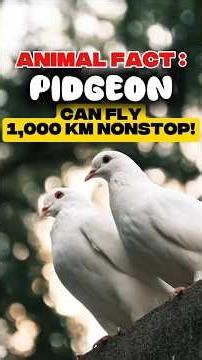 🕊️ Pigeons Can Fly 1,000 KM Nonstop! #AnimalFacts #WildNature #shorts #viral