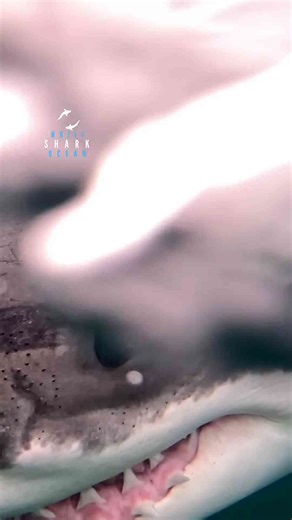 Great white shark has bubbles coming out of its spiracle