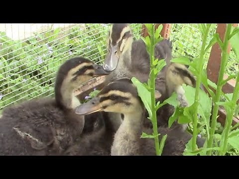5 Rouen Ducklings-First 3 Weeks!