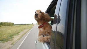 Dog Breed Cocker Spaniel Rides Car Stock Footage Video (100% Royalty-free) 1038202532 | Shutterstock
