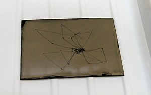 9.4K views | Wet plate collodion photography was invented in the 1850s and is still practiced by Hobart's Dark Arts Photography to create spooky, unique images. | ABC Hobart | Facebook