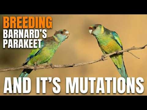How to Breed Barnard’s Parakeet (Barnardius barnardi) | Nesting, Diet & Mutations Explained