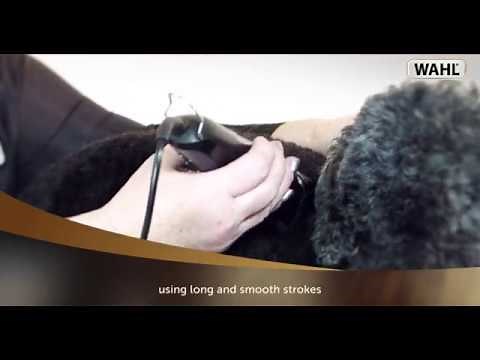 WAHL - Dog Clipping Tutorial - SS PRO