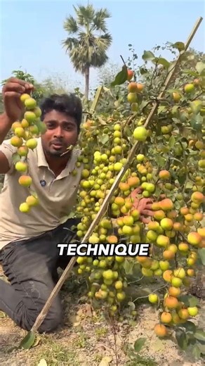 Incredible Farming Techniques That Boost Yields.