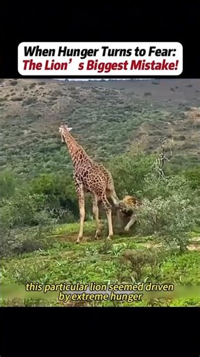 #animals #Wildanimals #animalworld