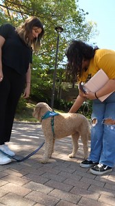 Have you met DCC's therapy dog, Charlotte? She'll be on campus on Tuesdays in the Washington Quad! | Dutchess Community College