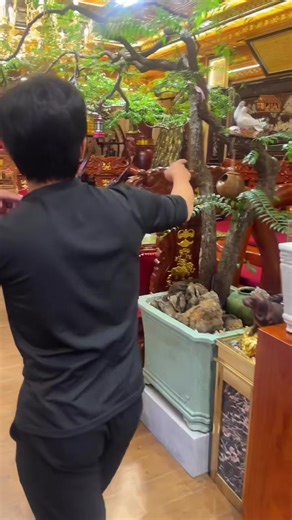 Video của BONSAI ART (@bonsai.art) với bản nhạc nhạc nền - BONSAI ART