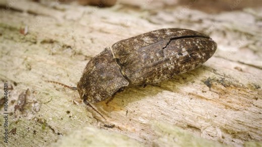 Static shot of the mottled dingy-brown click beetle (Agrypnus murinus) in its natural habitat