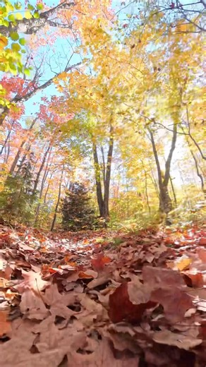Fall color update: September 25, 2025 It is as vibrant and vibrant can be in the maple forest! From above the tree line to below the canopy, the color is ground to sky electric. Still waiting for the birch and aspen to start turning in large quantities, but as typical, this week is looking top-notch for maple lovers! Ps Sound on for leaf crunching goodness and frog peeps #donorthmn #onlyinmn #visitcookcounty #lutsen #grandmaraismn #grandportage #schroeder #tofte #gunflinttrail #minnesota #fallse