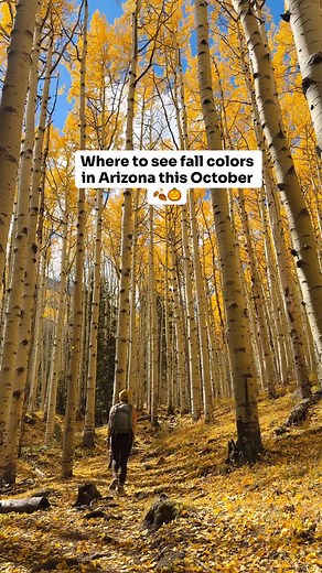 4.4K views · 1.9K reactions | It’s almost fall magic in Arizona! First colors start popping up north in Flagstaff and the White Mountains, then roll down to Sedona and the Mogollon Rim. October is one of the best months to get outside and soak up cooler air, golden leaves, and crisp hikes.  Please remember to Leave No Trace and help keep these places beautiful for everyone. Save this for your October adventures!  #arizona #arizonafall #fallvibes | Selma_explores | Facebook