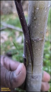 109K views · 758 reactions | Discover the SECRET to Side Grafting...