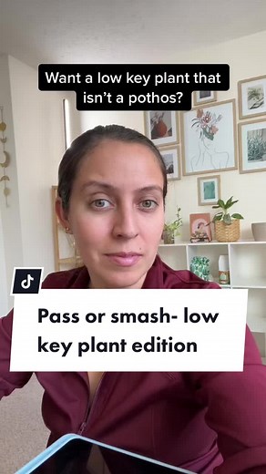 Majesty Palm Care Guide: Tips for Healthy Growth