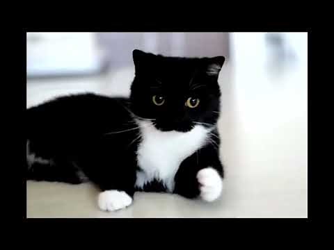 Plethora of Discord Cat Memes v4