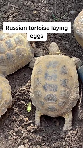 Russian Tortoise Egg Laying: A Natural Circle of Life