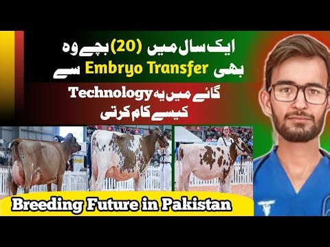 ایک گائے سے 20 بچے Embryo Transfer Technology in Pakistan | Cost | Method | Pros and Cons