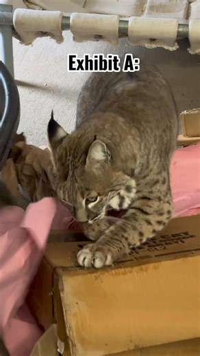 Why do we emphasize saying NO to wild pets, including bobcats? 🧐 Bobcats may seem more "house sized", but this couldn't be further from the truth. Keeping them as "pets" isn't natural— privately owned wildcats often suffer from health issues due to improper care and chronic stress. And selfishly, nobody wants the destruction and wild behaviors that come with keeping a wild cat in the home. Check out how rescued bobcat Francis quickly & easily destroys his cardboard box! Click the link in our bi
