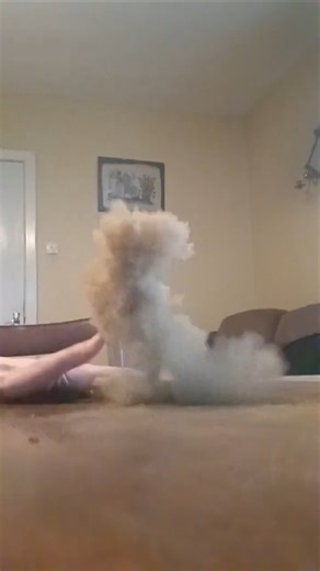 exploding puffballs #satisfying #explosion #mushroom