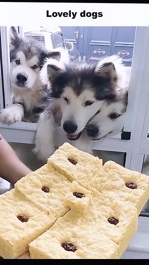 YUM YUM #dogs#pets#malamute#puppy#doglover