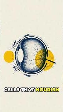 Stem Cells Restore Vision? AMD Breakthrough!