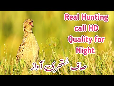 Real Hunting Sound for Night 2025,bater ki awaaz,Quail sound,batair ki awaz