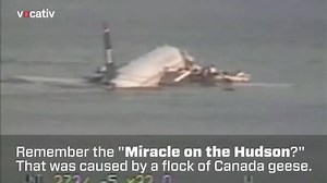 WARNING: Graphic content. Midair collisions with animals cost airlines millions of dollars in damages every year. (And make your flight way more dangerous.) http://voc.tv/1D0my8c | Vocativ