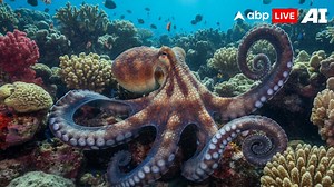 World Octopus Day 2025: 10 Incredible Facts About The Ocean’s Most Intelligent Creature