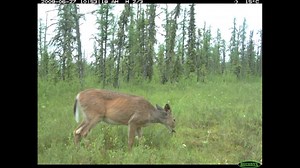 174K views · 3.2K reactions | Animals in the oilsands region, caught...