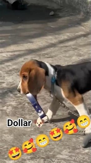 good job , Dollar #dollar the beagle breed dog