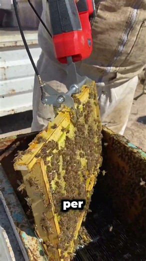 La saggezza di un apicoltore