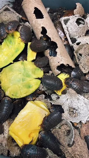 Exploring Cockroaches in a Natural Habitat Setting