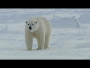 Polar Bears - Masters Of The Snow - Vocabulary