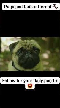 Pugs Being Pugs 🐾 Funny & Cute Pug Compilation 2026