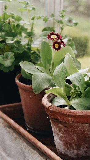 13K views · 4.3K reactions | Let’s start with normal!! we’re living...