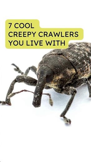 Which bugs might be living in your home?