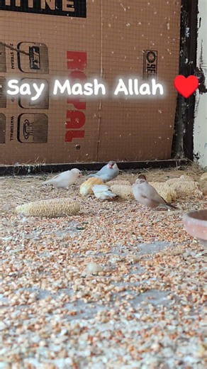 Java Finch beauty 🤩#javafinch #birds #javasparrow #javabird #nature