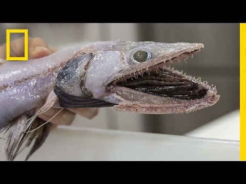 This Deep-Sea Lizard Fish Will Give You Nightmares | National Geographic