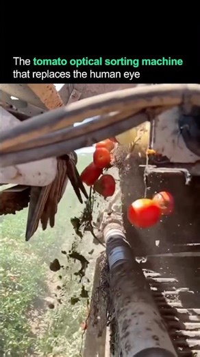 Next-gen harvesting: tomato optical sorting machine that beats the human eye