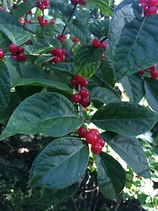 Garden-Based Learning