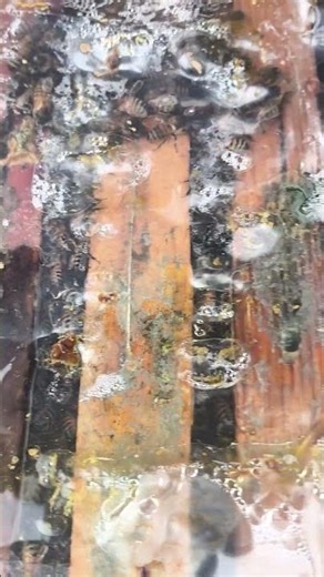 Sotto la coperta: il segreto delle Api in Inverno! 🐝❄️#apicolturacd #bee #beekeeper