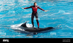 NO FILM, NO VIDEO, NO TV, NO DOCUMENTARY - Dawn Brancheau, a whale trainer at SeaWorld Adventure Park, shown performing at the SeaWorld Shamu Stadium in Orlando, Florida, USA on December 30, 2005, was killed in an accident with a killer whale on Wednesday, February 24, 2010. Photo by Julie Fletcher/Orlando Sentinel/MCT/ABACAPRESS.COM Stock Photo - Alamy
