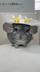 6K views · 391 reactions | I’m always down for a good hat try-on!  #funnypets #fancy #tryon | Phil E. Chinchilla | Facebook